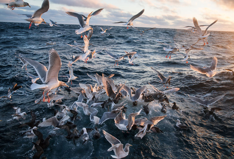 170202-DutchHarbor-06357-2.jpg - Corey Arnold - Photographer