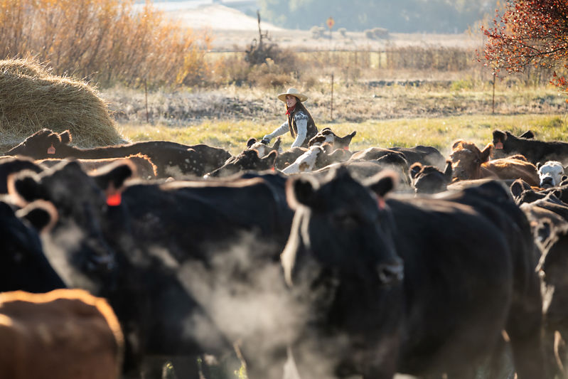 191012-Danner-GoThere-2020-Ellensberg-Cattle-04617-F.jpg - Corey Arnold ...
